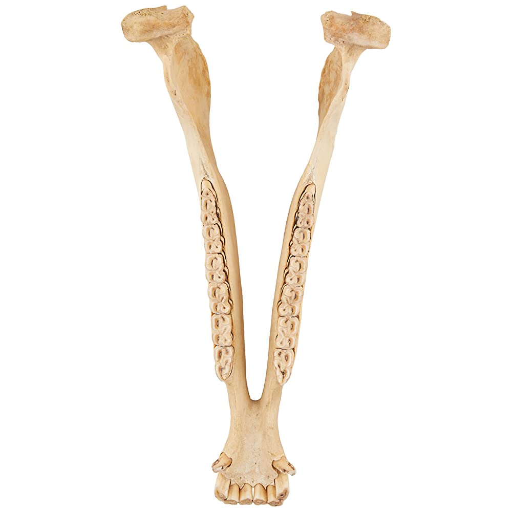 Tello Tagus Jawbone (Musical Instrument) TG – L08 – Goods Of Japan
